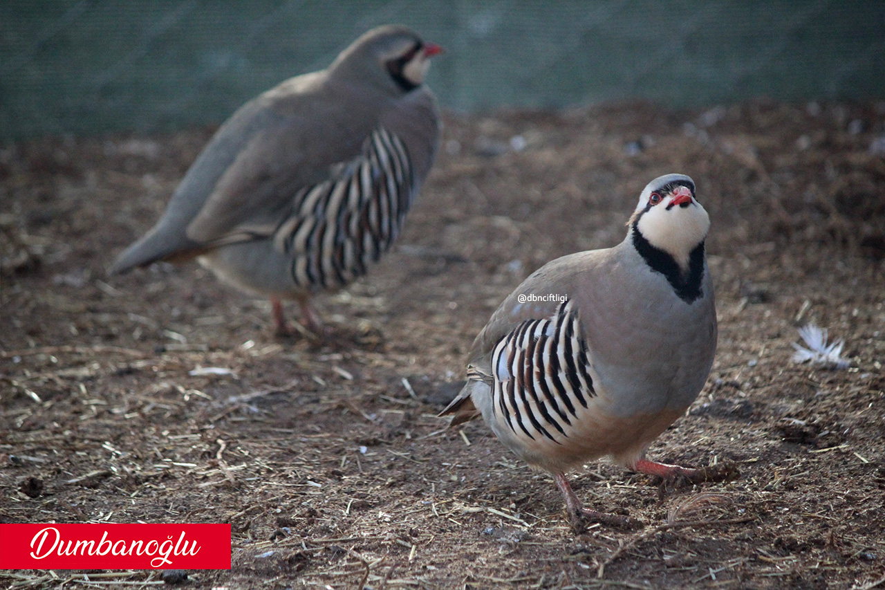 Yaşam alanları :: Dumbanoğlu
